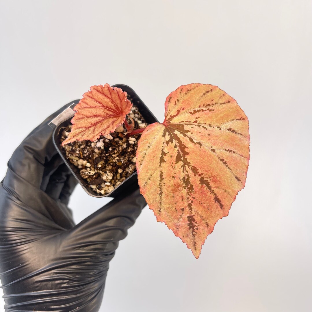 Begonia ‘rose Gold’ (aka Botanicaz 15) (one FREE per Item Purchased) - Etsy
