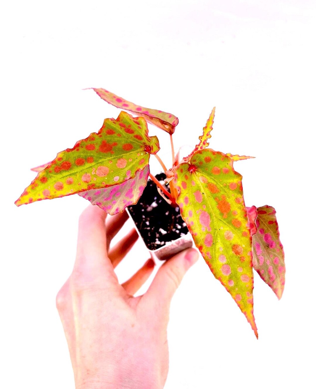Begonia Botanicaz 33 Begonia Malachosticta X Begonia Amphioxus (can ...