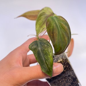 Mint Variegated Philodendron Micans - Etsy