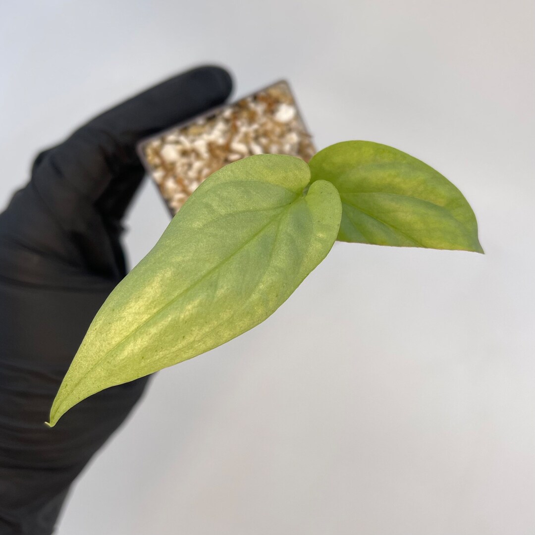 Amydrium Silver - Etsy