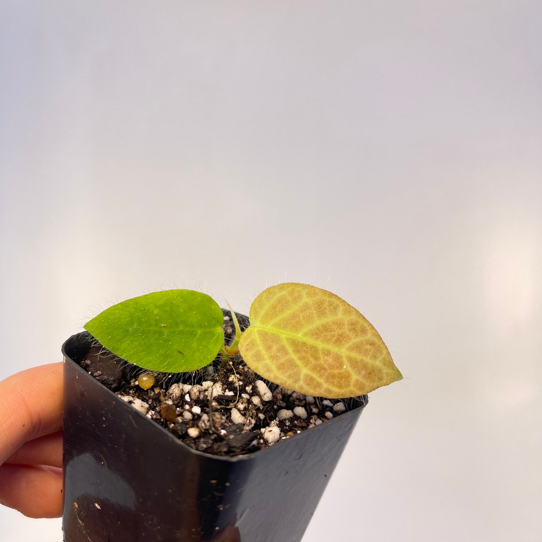 Ficus Villosa - Etsy