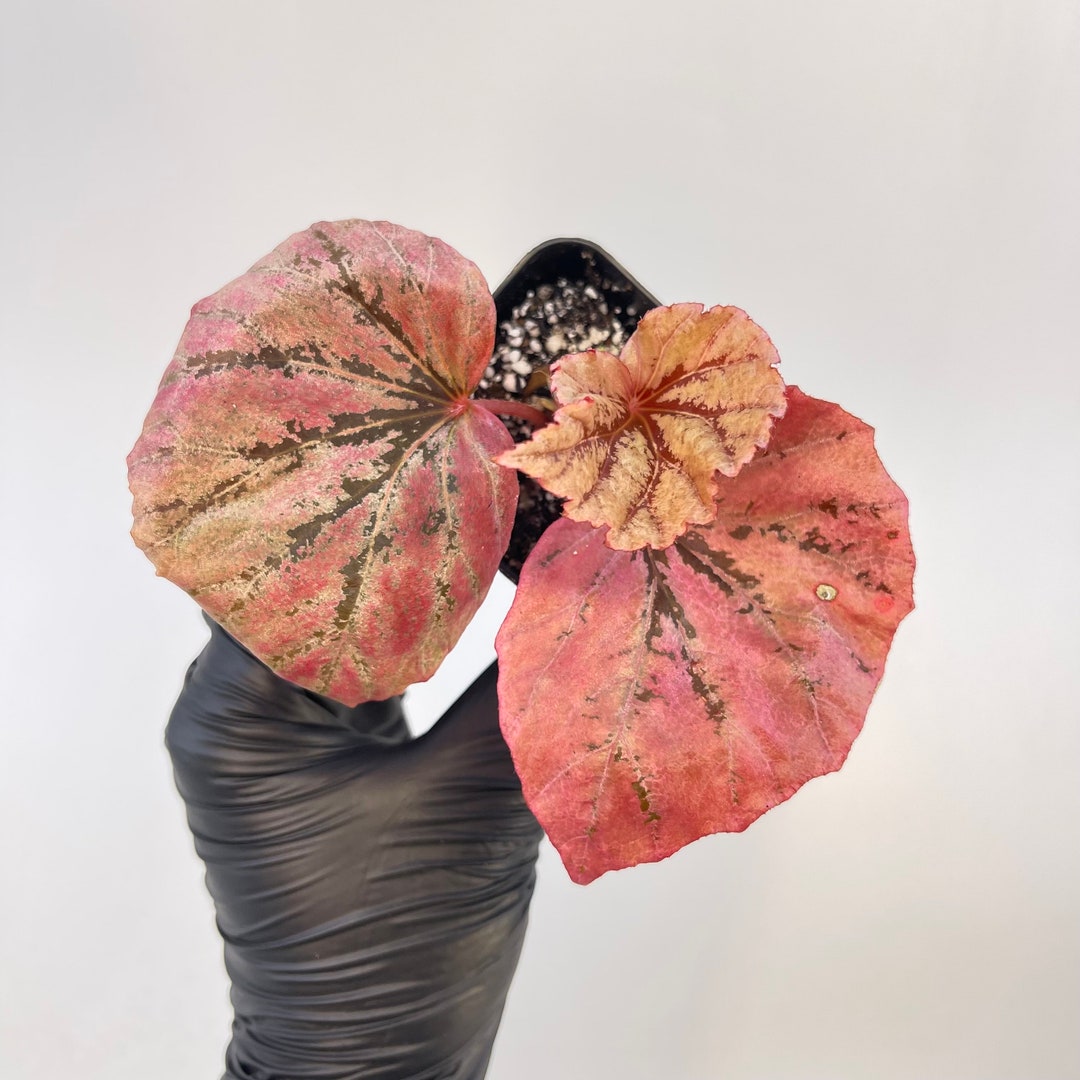 Begonia ‘rose Gold’ (aka Botanicaz 15) - Etsy