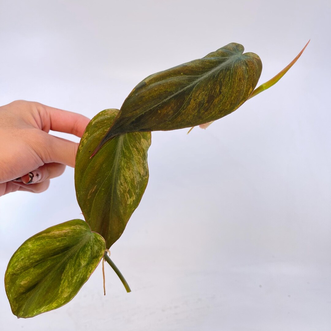 Variegated Philodendron Micans ‘mint’ TOP CUTTING (non-exact) (can ...