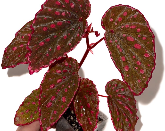 Harmonys Royal Majesty Begonia Starter Plant ALL STARTER PLANTS Require ...