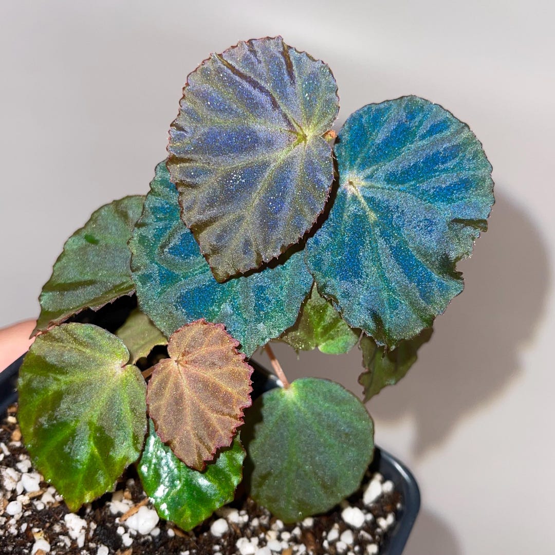 PROPAGATE TO ORDER Begonia Botanicaz 85 V.6 'ruffle' - Etsy