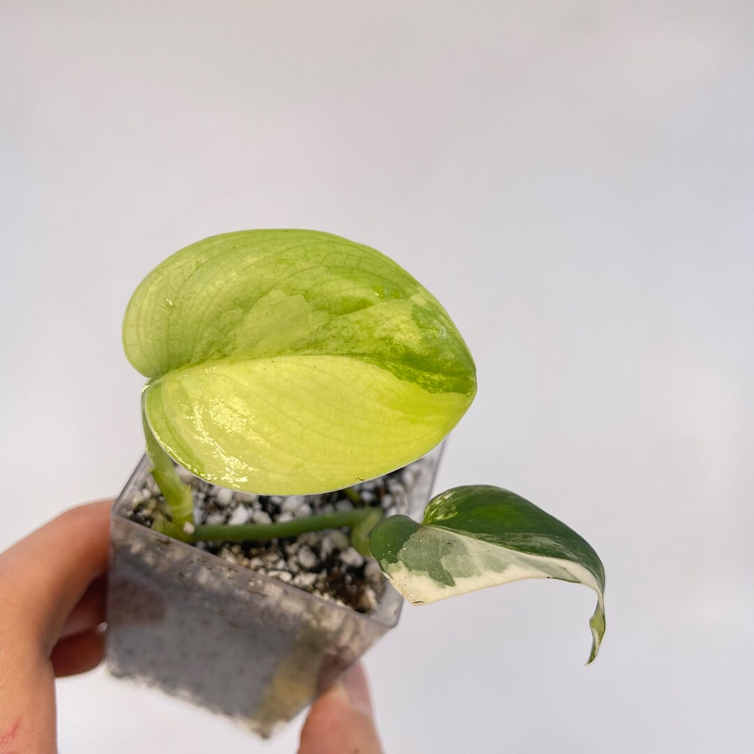 Variegated Jade Scindapsus - Etsy