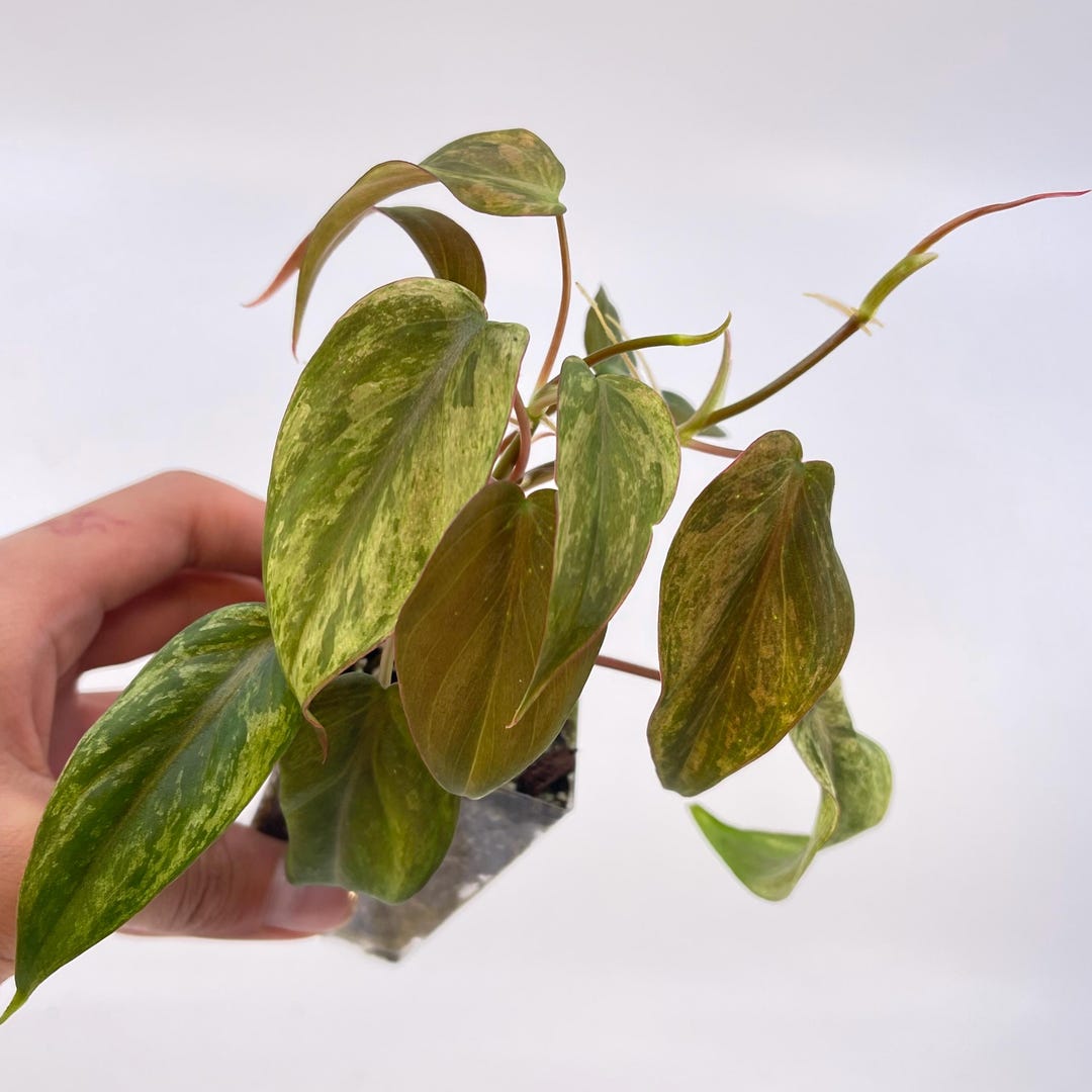 Variegated Philodendron Micans mint - Etsy