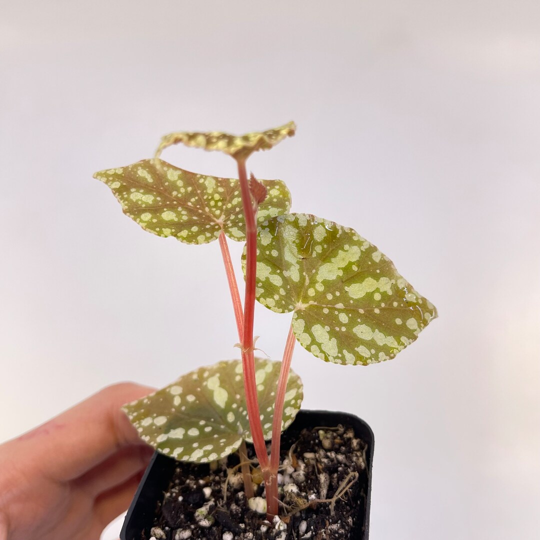Begonia moonlight aka Botanicaz 36 - Etsy