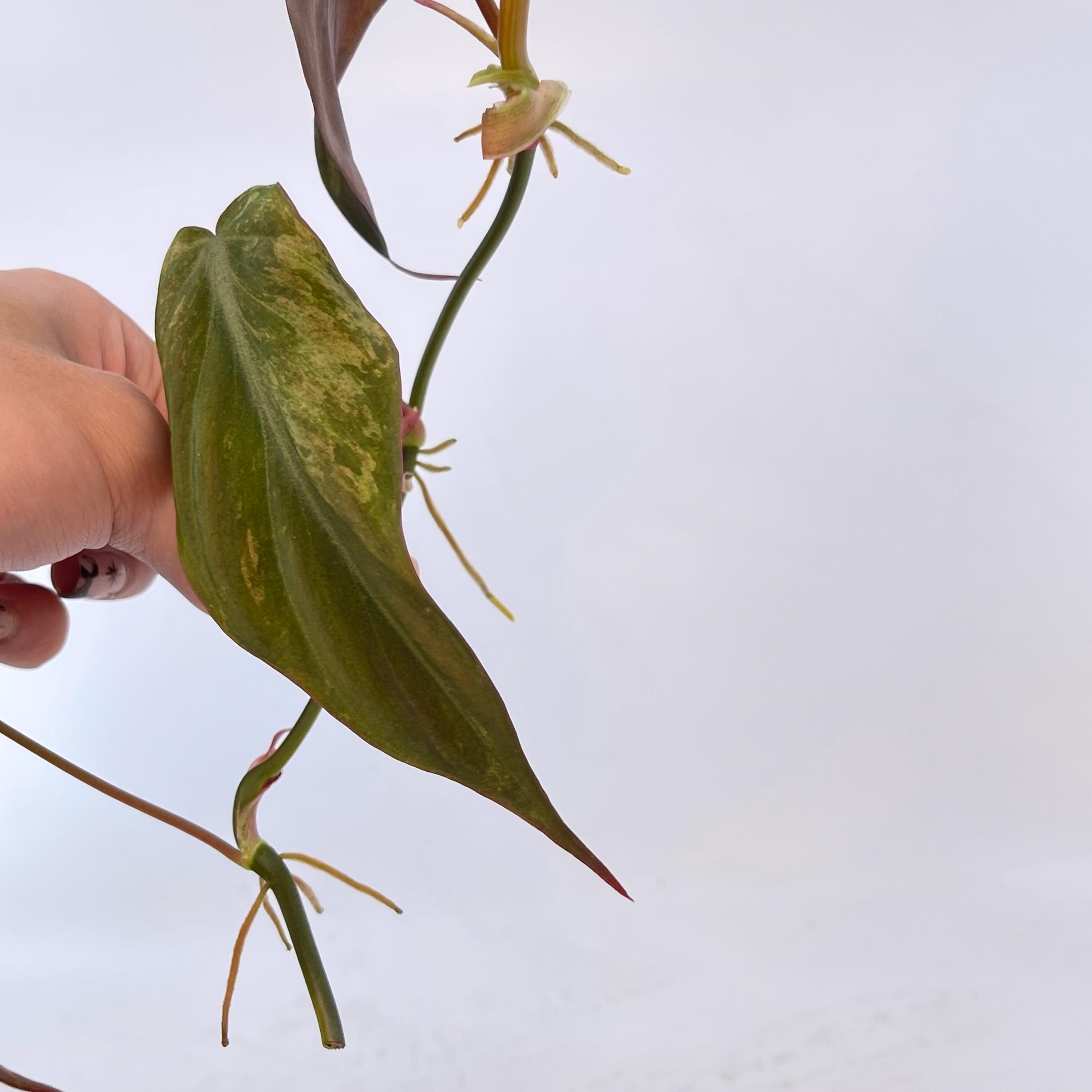 Variegated Philodendron Micans ‘mint’ TOP CUTTING (non-exact) (can ...