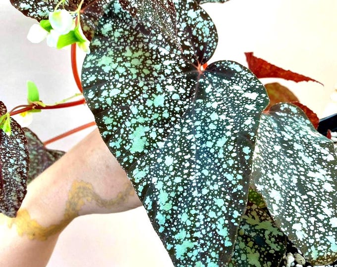 Begonia Lyallii Terrarium Culture FREE US SHIPPING - Etsy