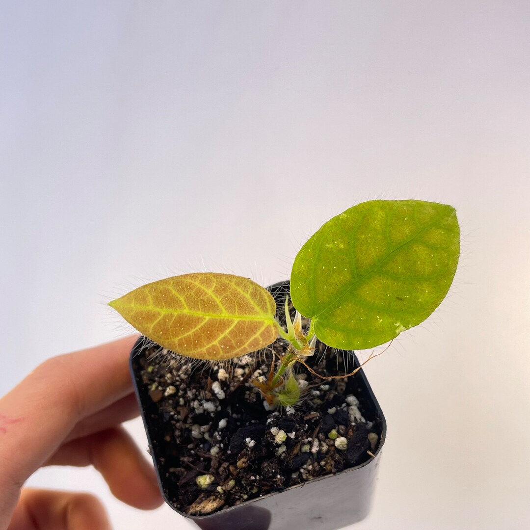 Ficus Villosa - Etsy