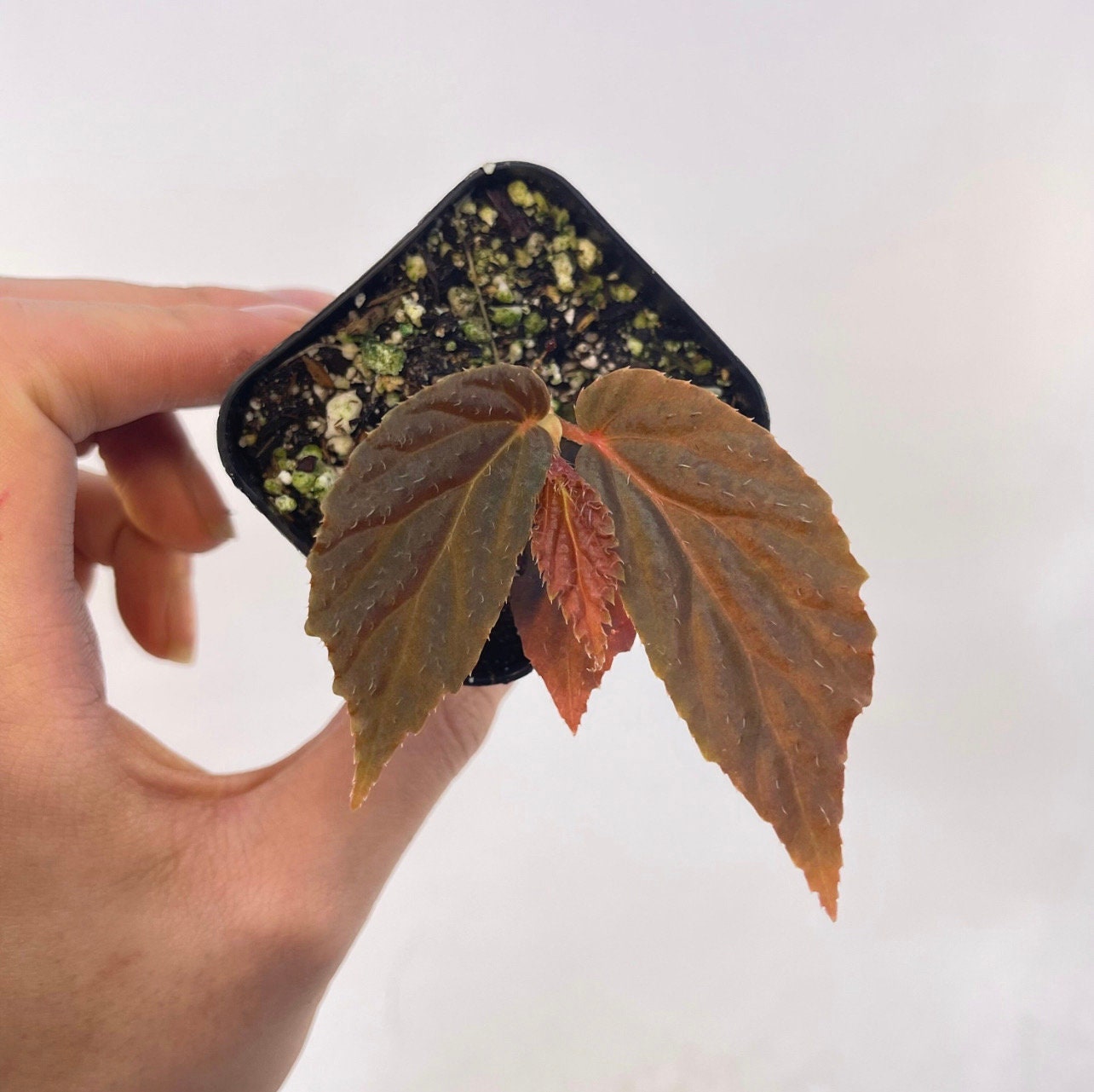 Begonia Botanicaz 77 - Etsy