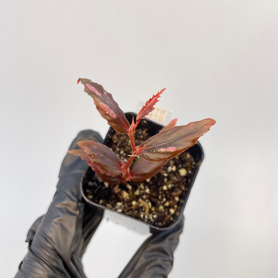 Begonia Julau Type 2 - Etsy
