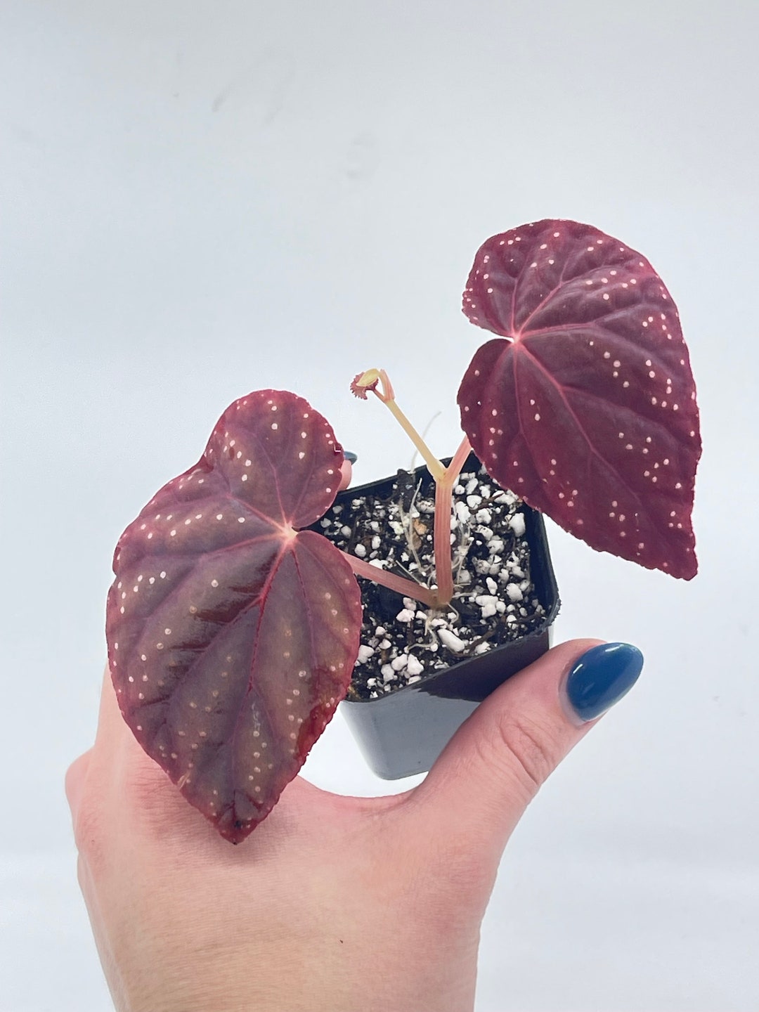 Begonia botanicaz 59 - Etsy