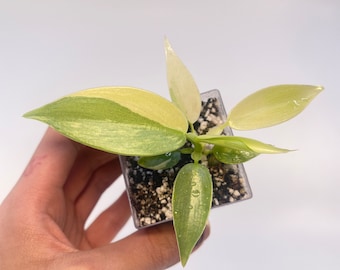 Philodendron Silver Sword Variegated - Etsy