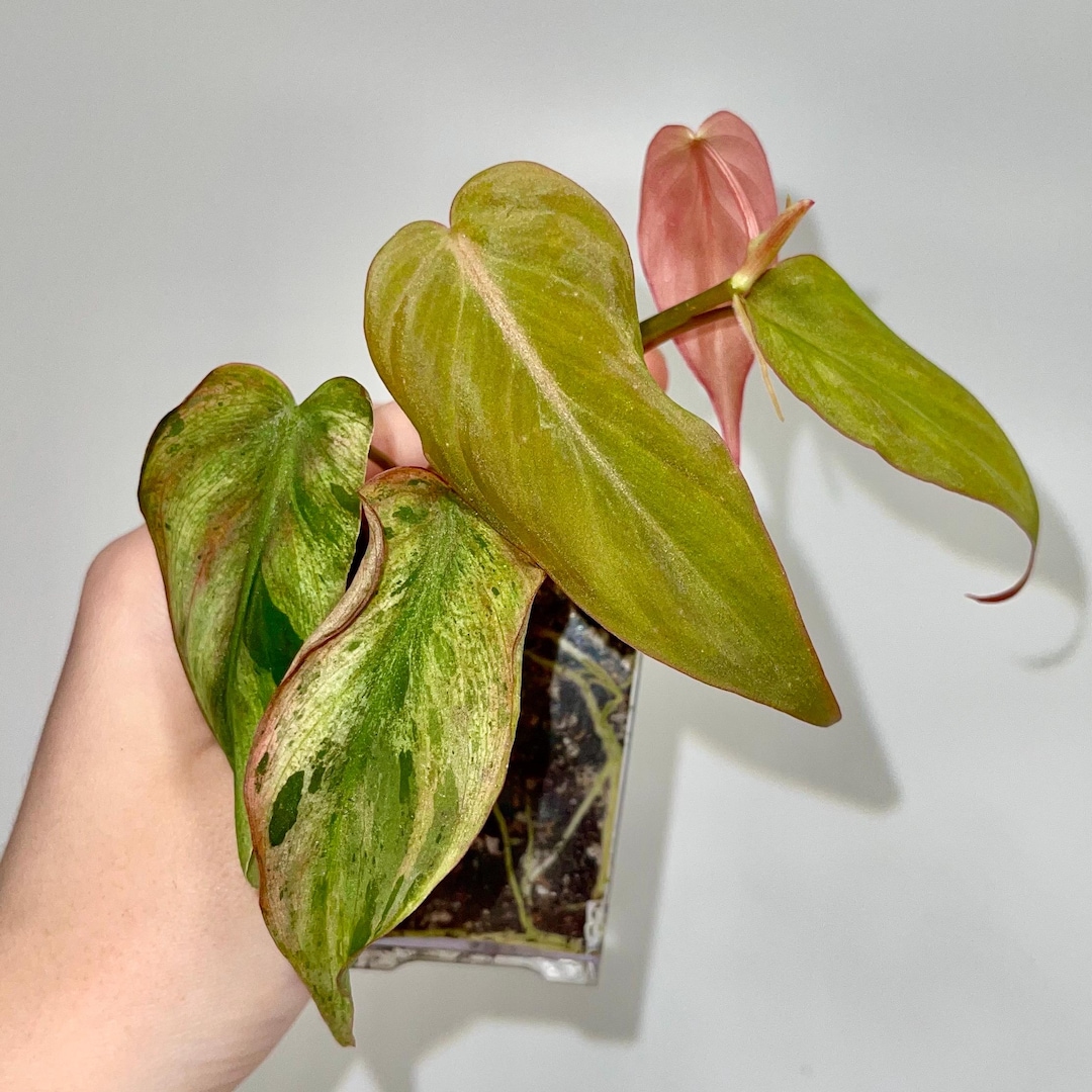 Variegated Philodendron Micans ‘mint’ - Etsy