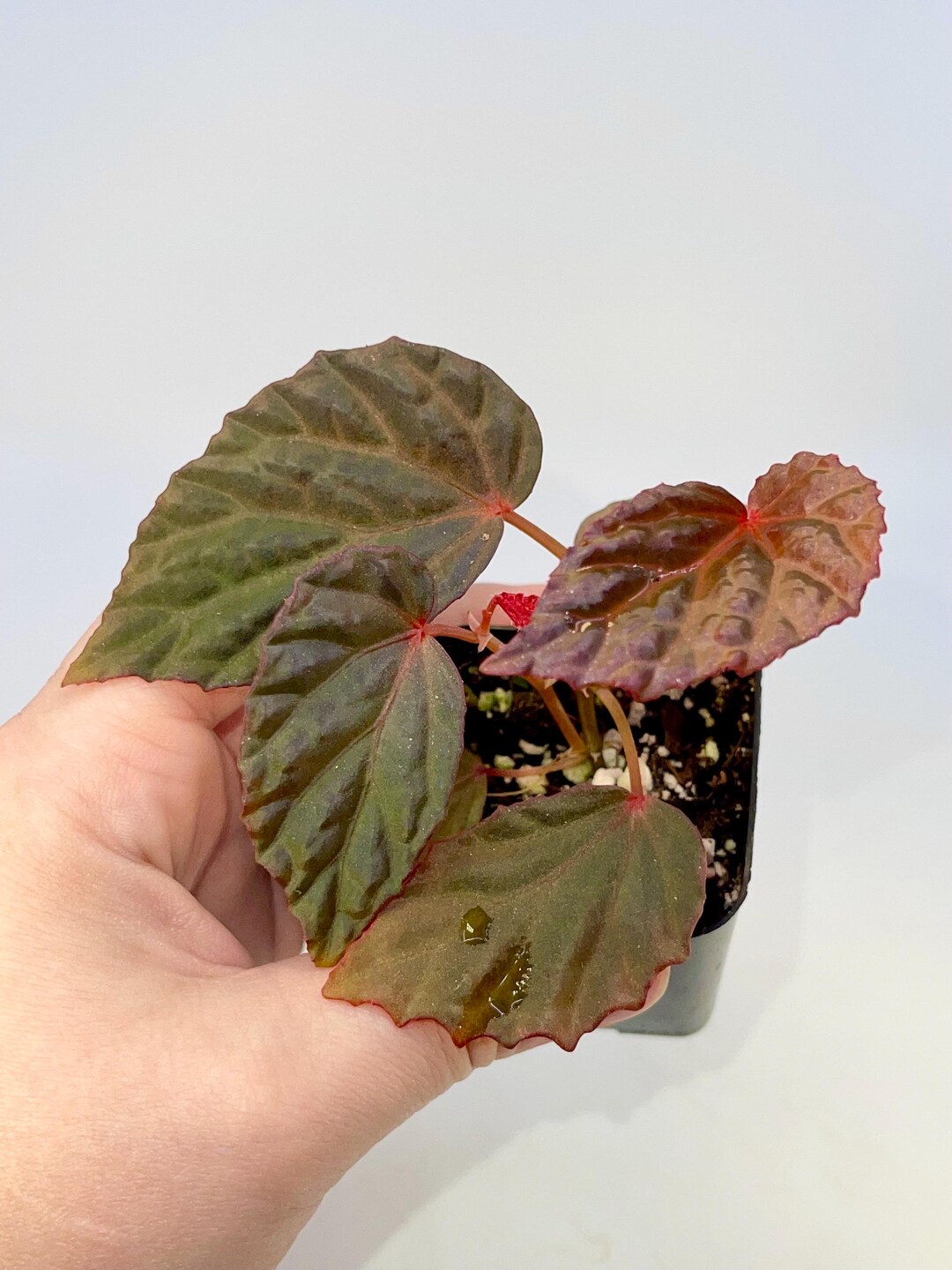 Begonia Botanicaz 115 - Etsy