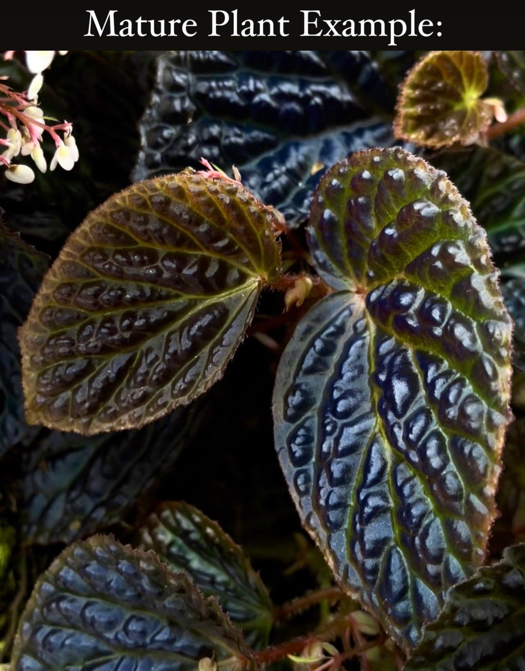 PROPAGATE TO ORDER Begonia ‘metallic Dragon’ - Etsy