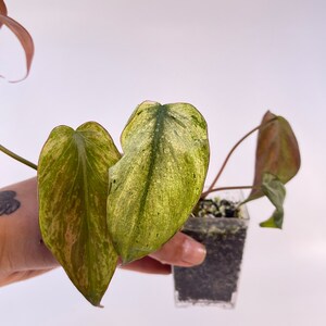 Mint Variegated Philodendron Micans - Etsy