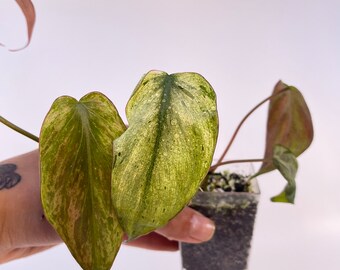 Variegated Philodendron Micans Albo Halo - Etsy