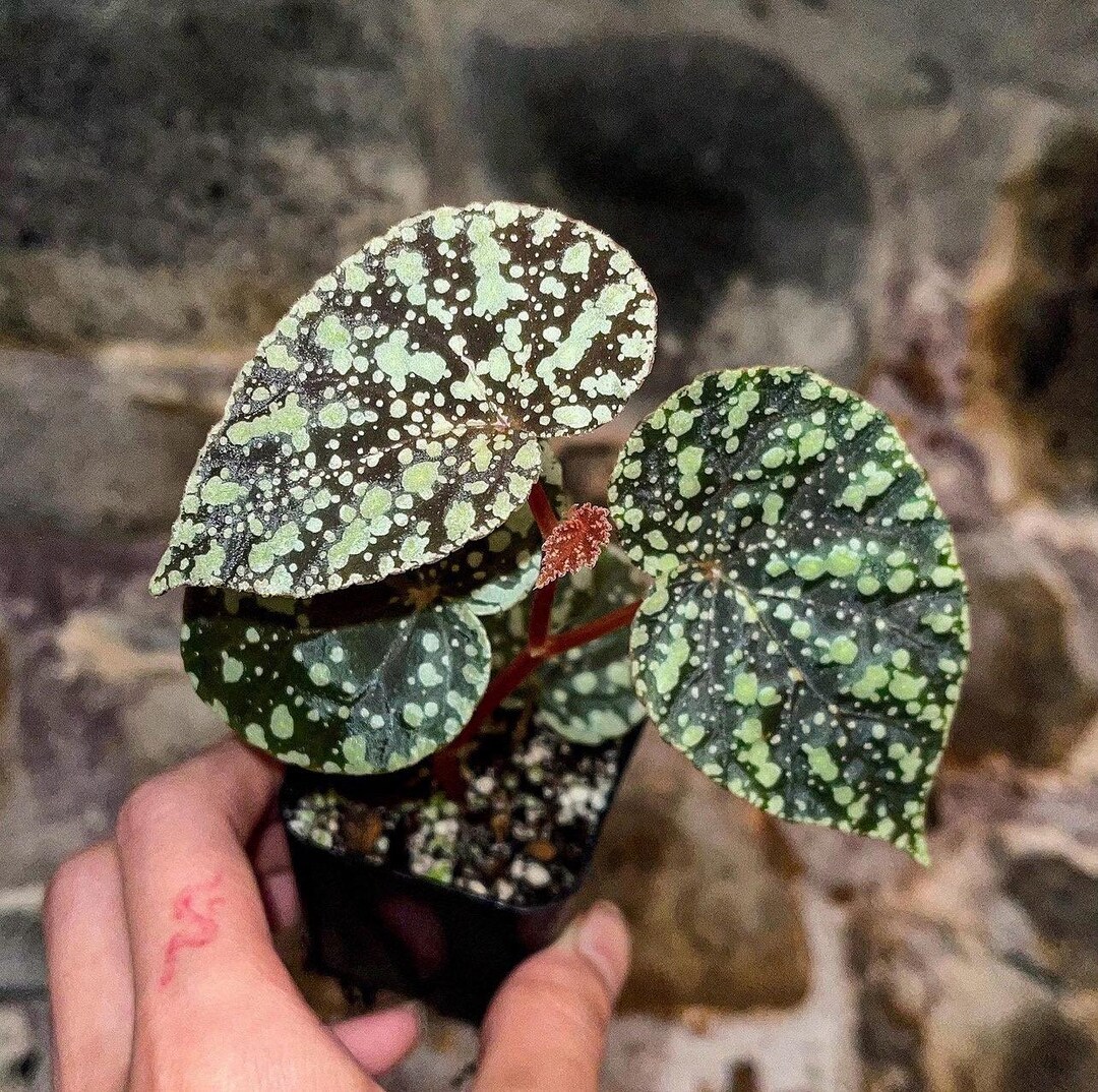 Begonia Botanicaz 36 ‘moonlight’ (can Acclimate to House Conditions) - Etsy