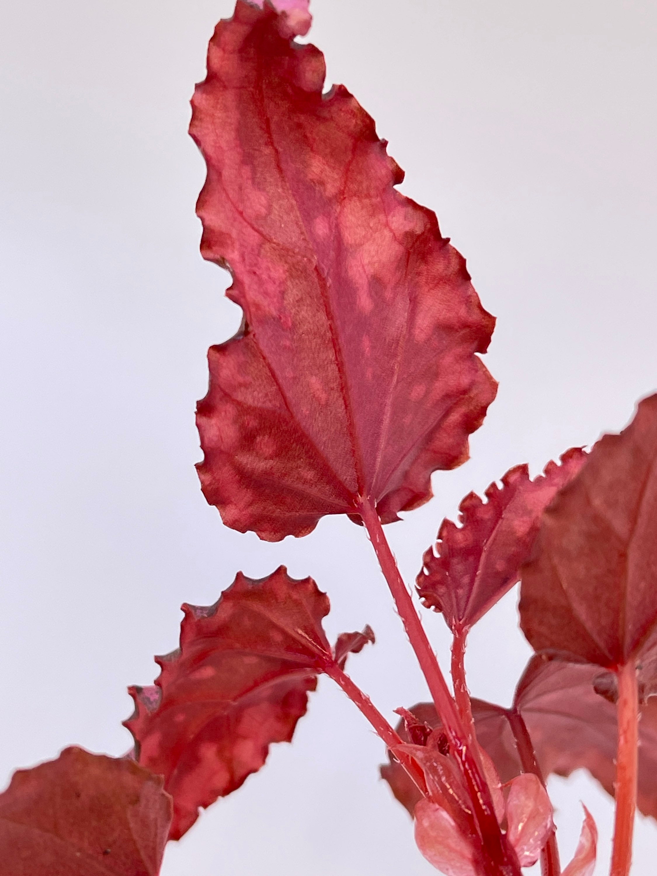 READY SOON Begonia Botanicaz 19 ‘pink Flame’ - Etsy