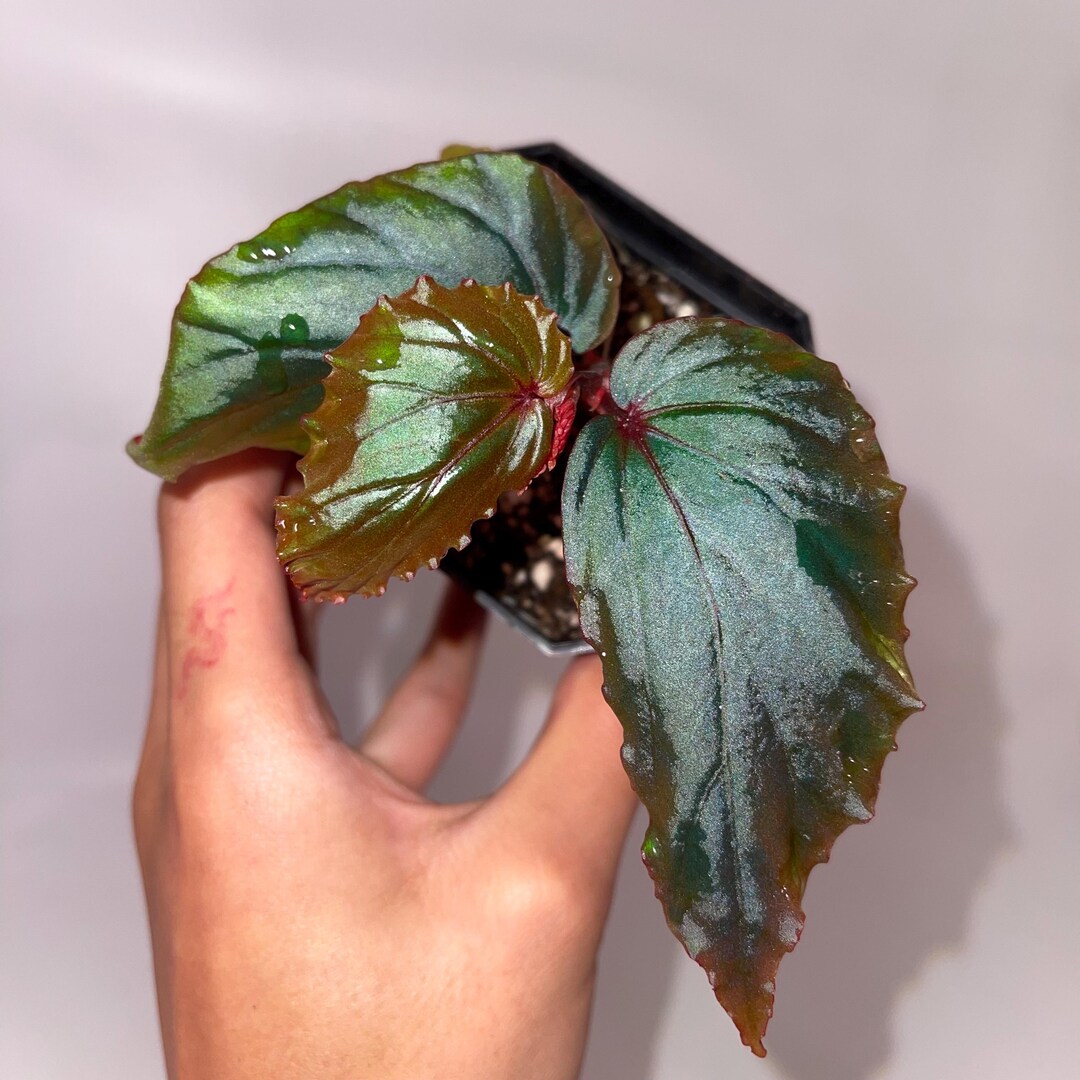 One FREE per Item Purchased Begonia Botanicaz 151 V.1 (can Acclimate to ...