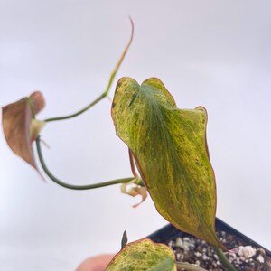 Variegated Philodendron Micans ‘mint’ (non-exact) - Etsy