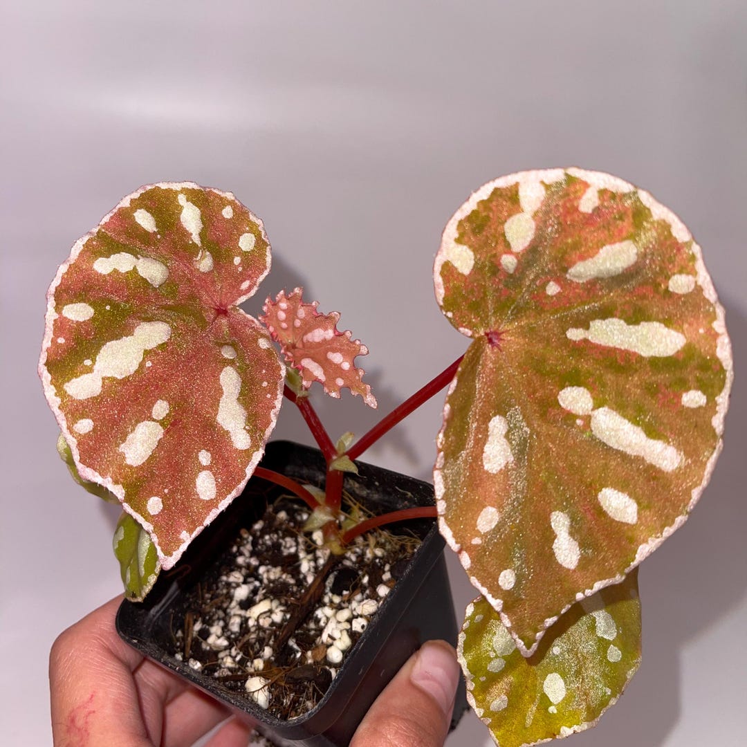 Begonia Botanicaz 125 - Etsy