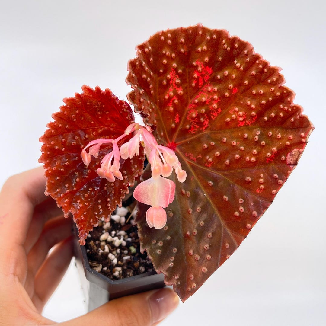 Begonia magiya aka botanicaz 12 - Etsy