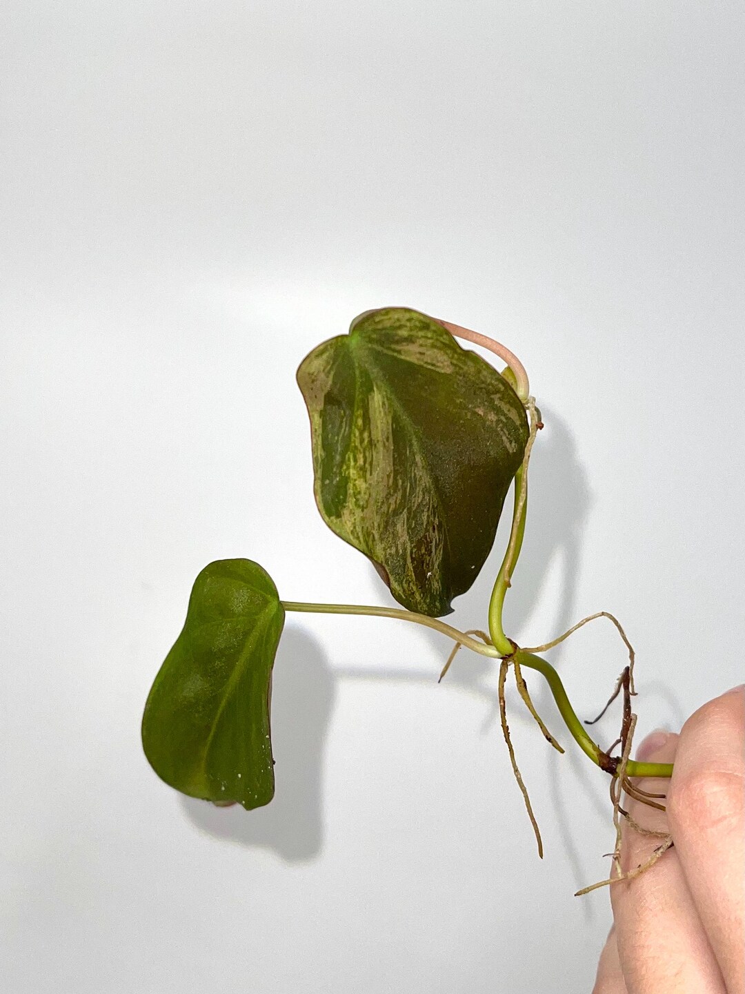 Variegated Philodendron Micans ‘mint’ (can Acclimate to House ...