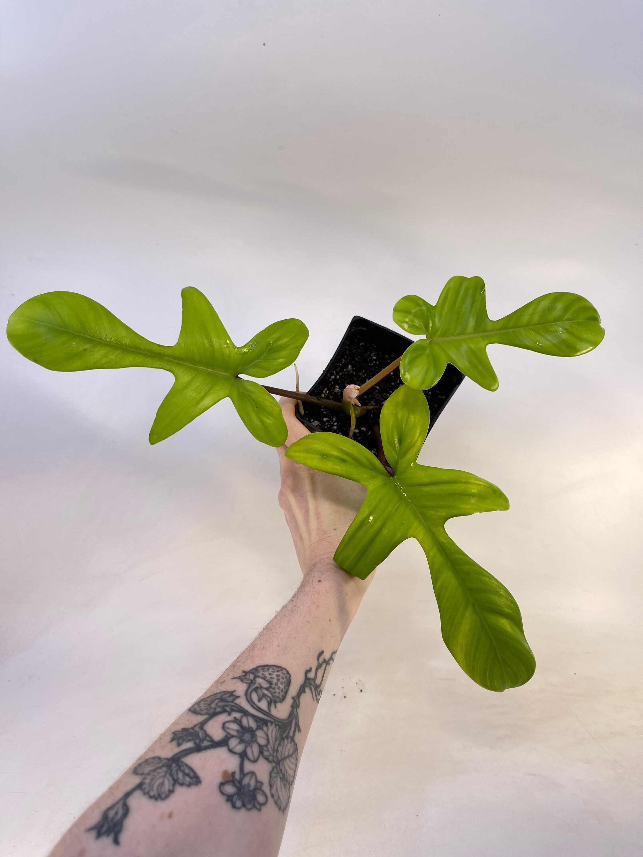 Stephanotis Flower Tattoo