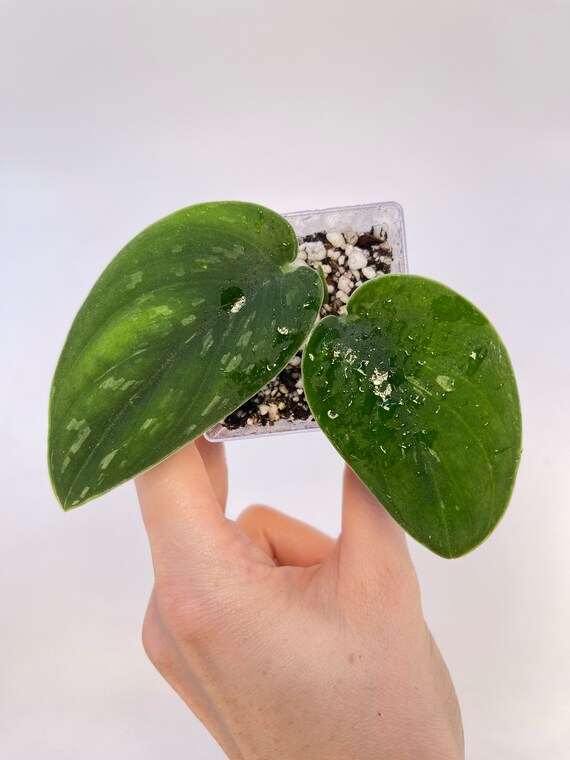 Scindapsus Pictus hassk - Etsy