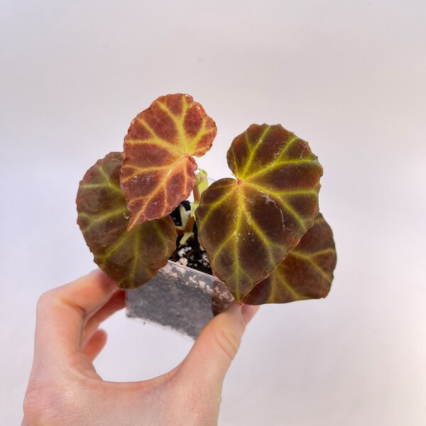 Ruby Begonia - Etsy