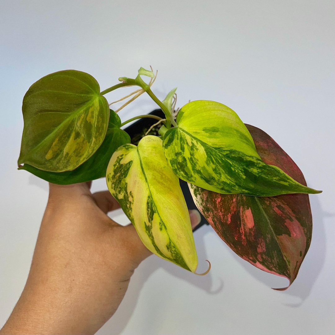 Variegated Philodendron Micans Aurea - Etsy