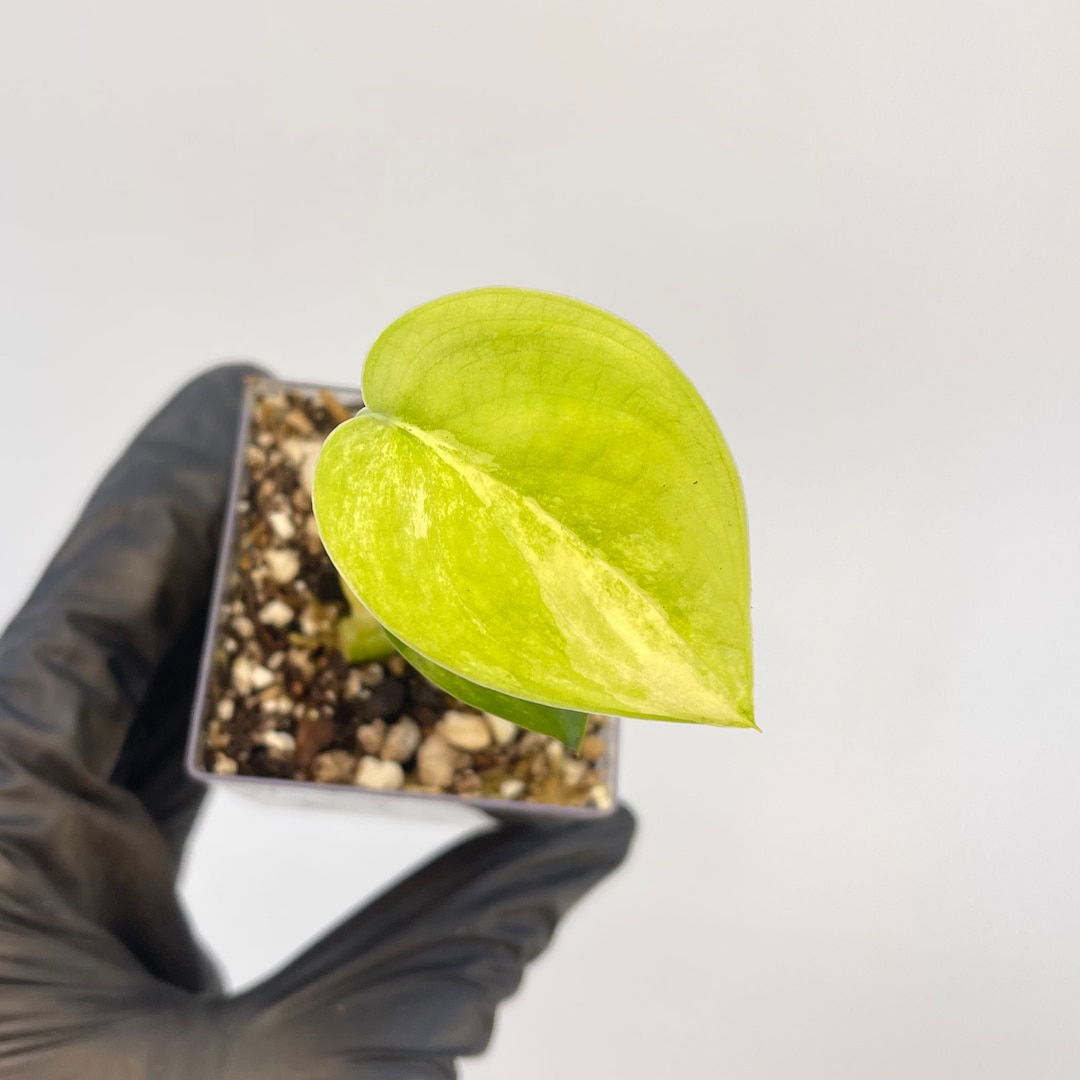 Variegated Jade Scindapsus - Etsy