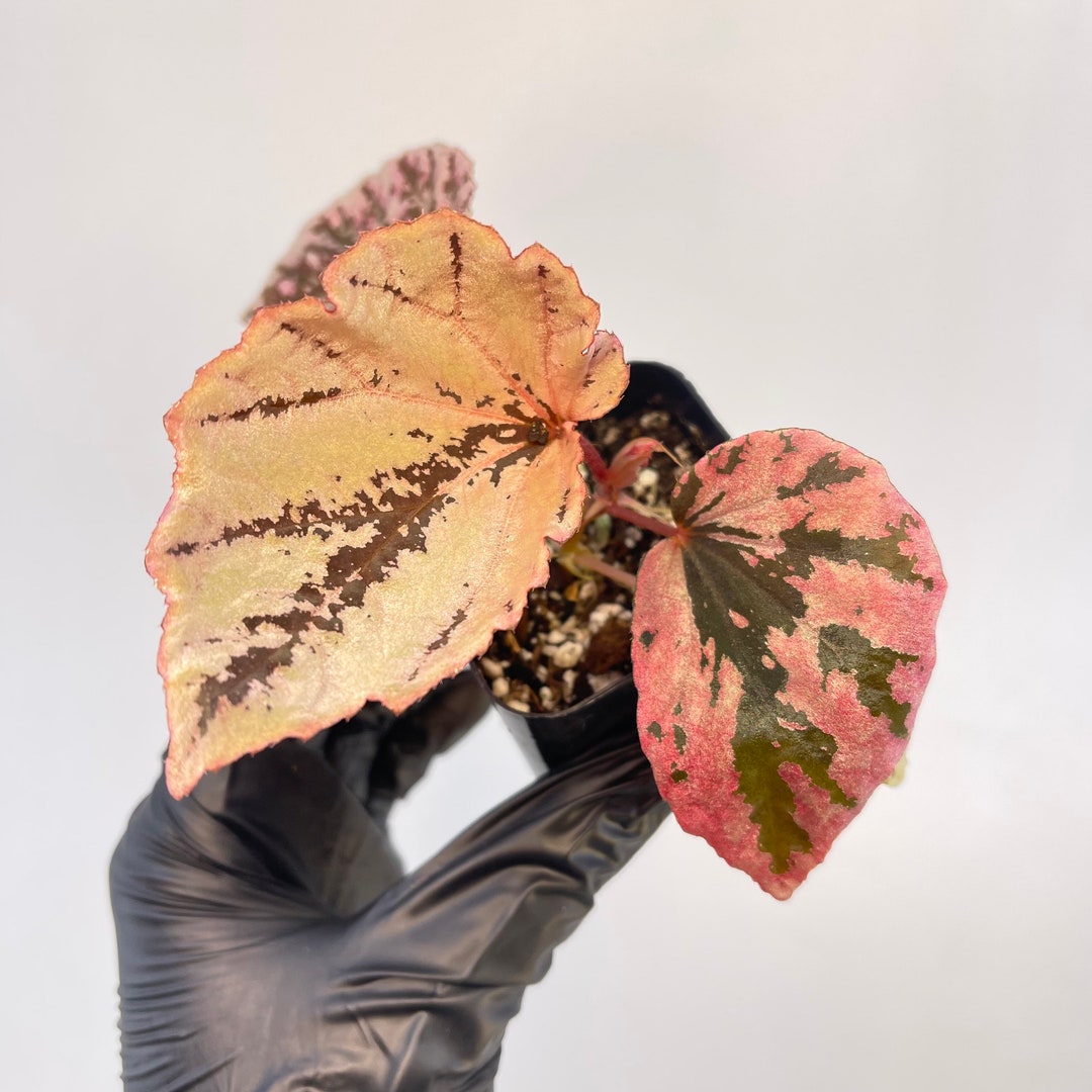 Begonia rose Gold aka Botanicaz 15 - Etsy