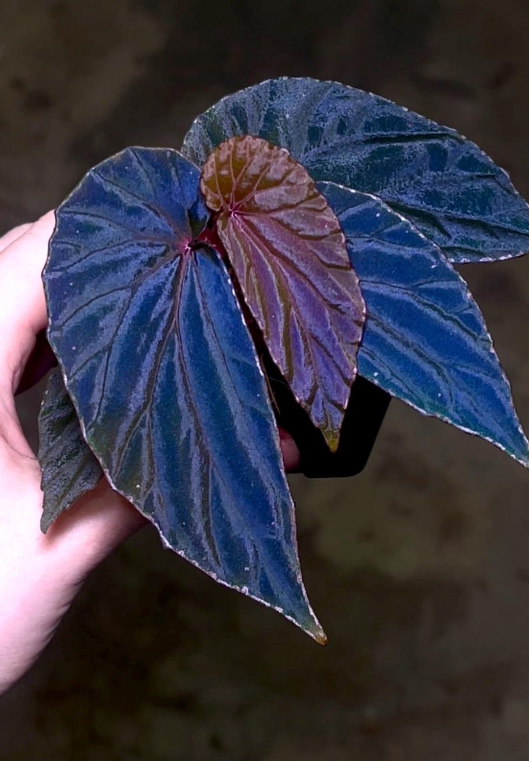 Begonia Botanicaz 120 V.1 (non-exact) - Etsy