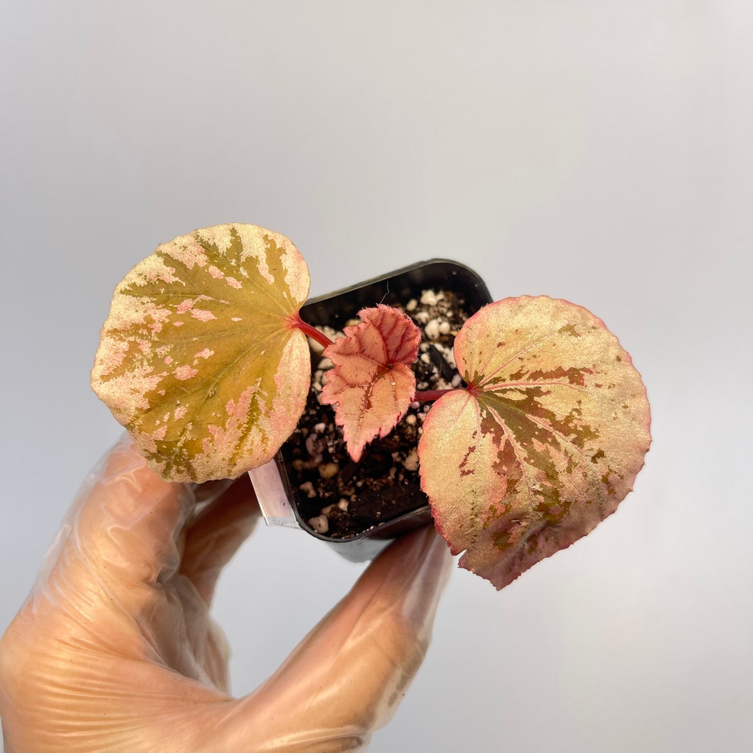 Begonia rose Gold aka Botanicaz 15 - Etsy