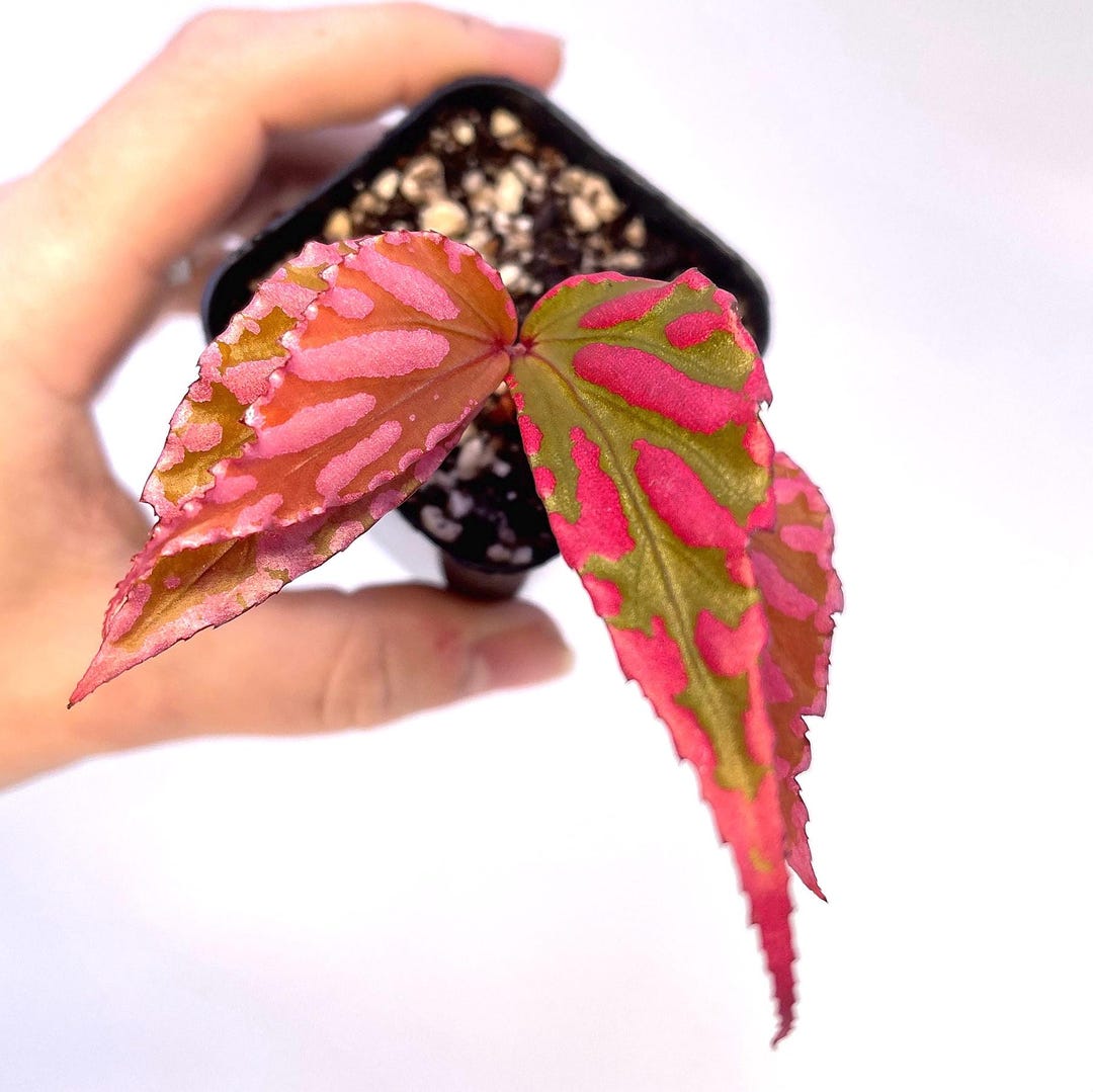 READY SOON Begonia Sp. Julau (type 1) - Etsy