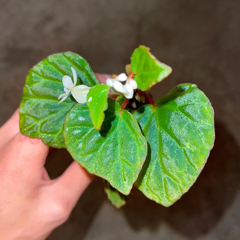 READY SOON Begonia Botanicaz 85 V.4 'baby Blue' - Etsy