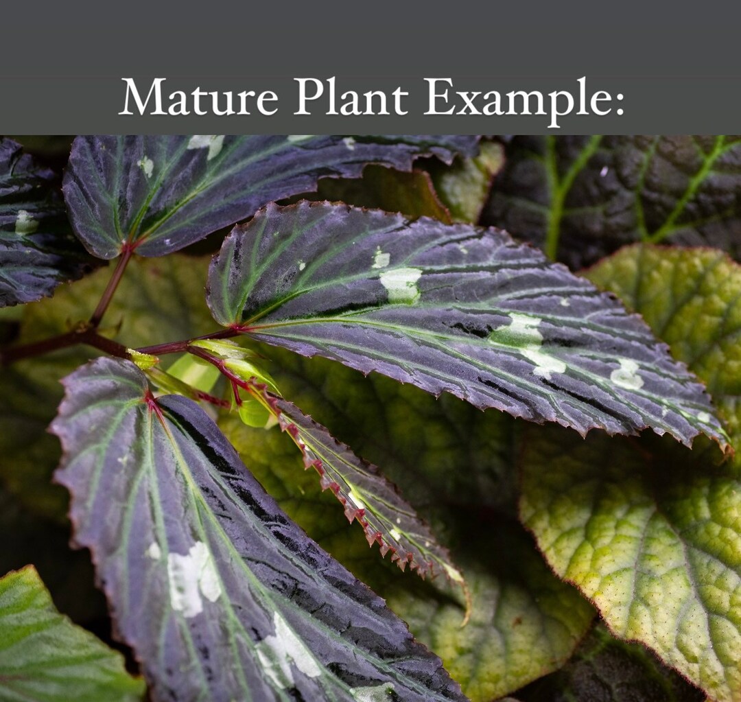 PROPAGATE TO ORDER Begonia Sp. Mantuk - Etsy