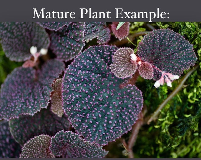 Begonia Ocellata X Begonia Baik, Terrarium Culture 1/53 - Etsy