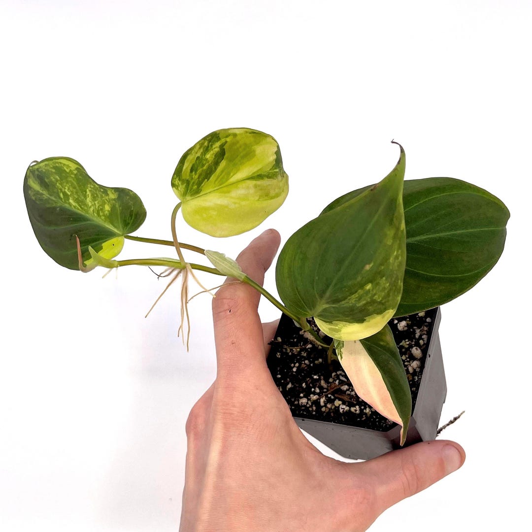 Variegated Philodendron Micans Aurea (can Acclimate to House Conditions ...