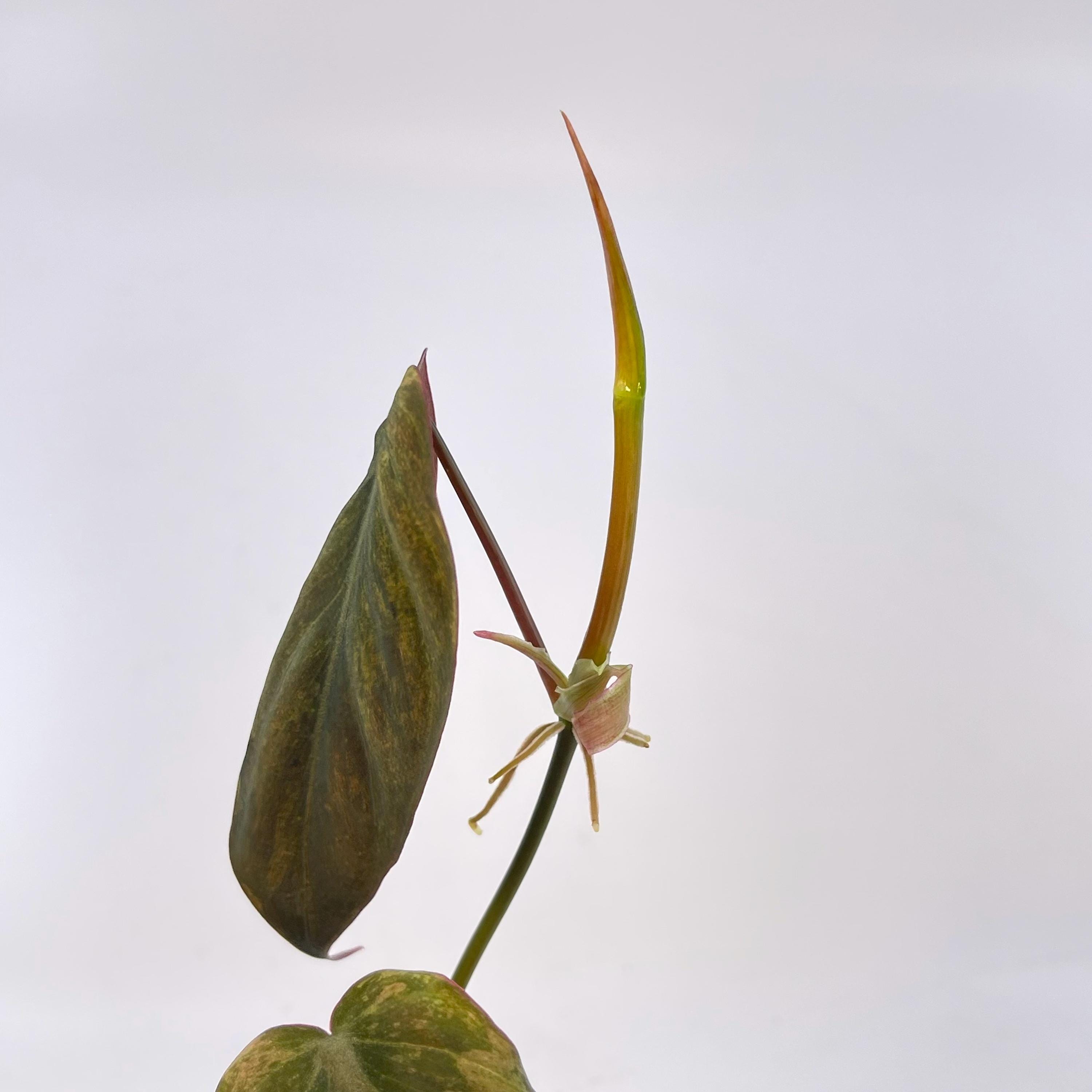 Variegated Philodendron Micans ‘mint’ TOP CUTTING (non-exact) (can ...