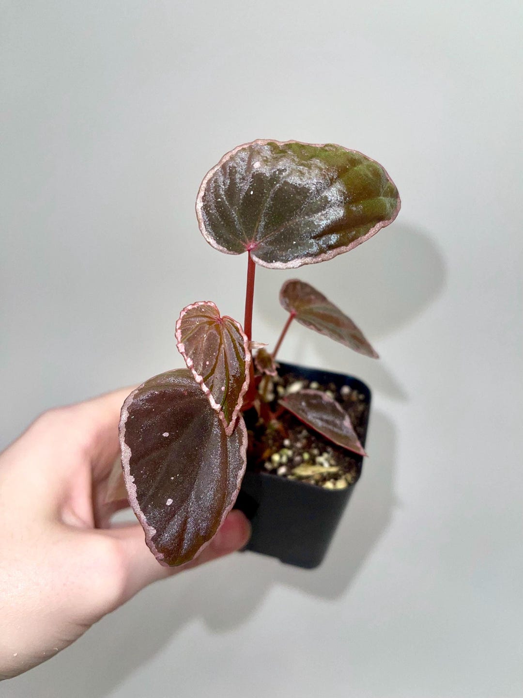 Begonia Botanicaz 150 - Etsy