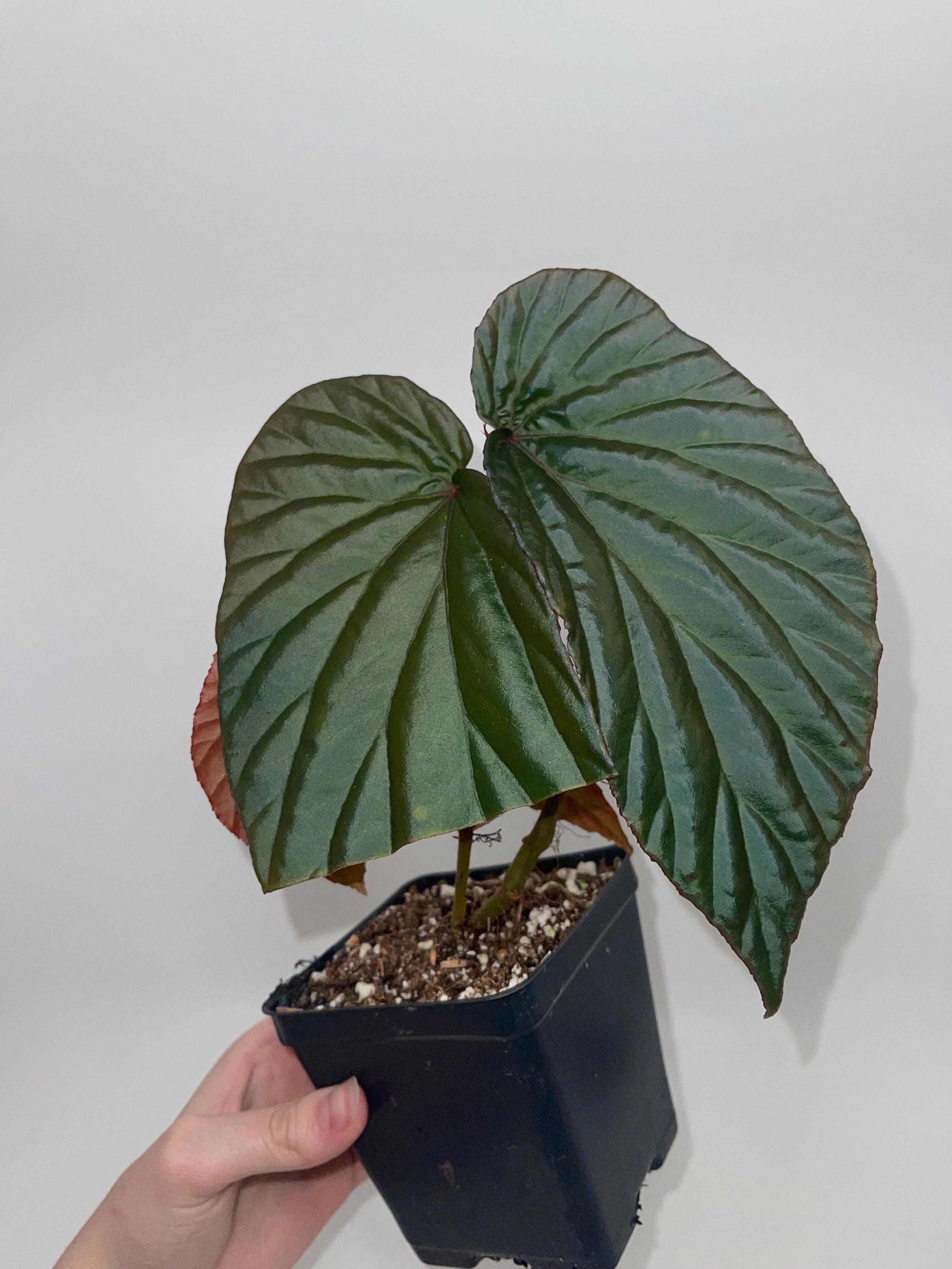 Begonia ‘blue Metallic’ Botanicaz 220 (imperfect) - Etsy
