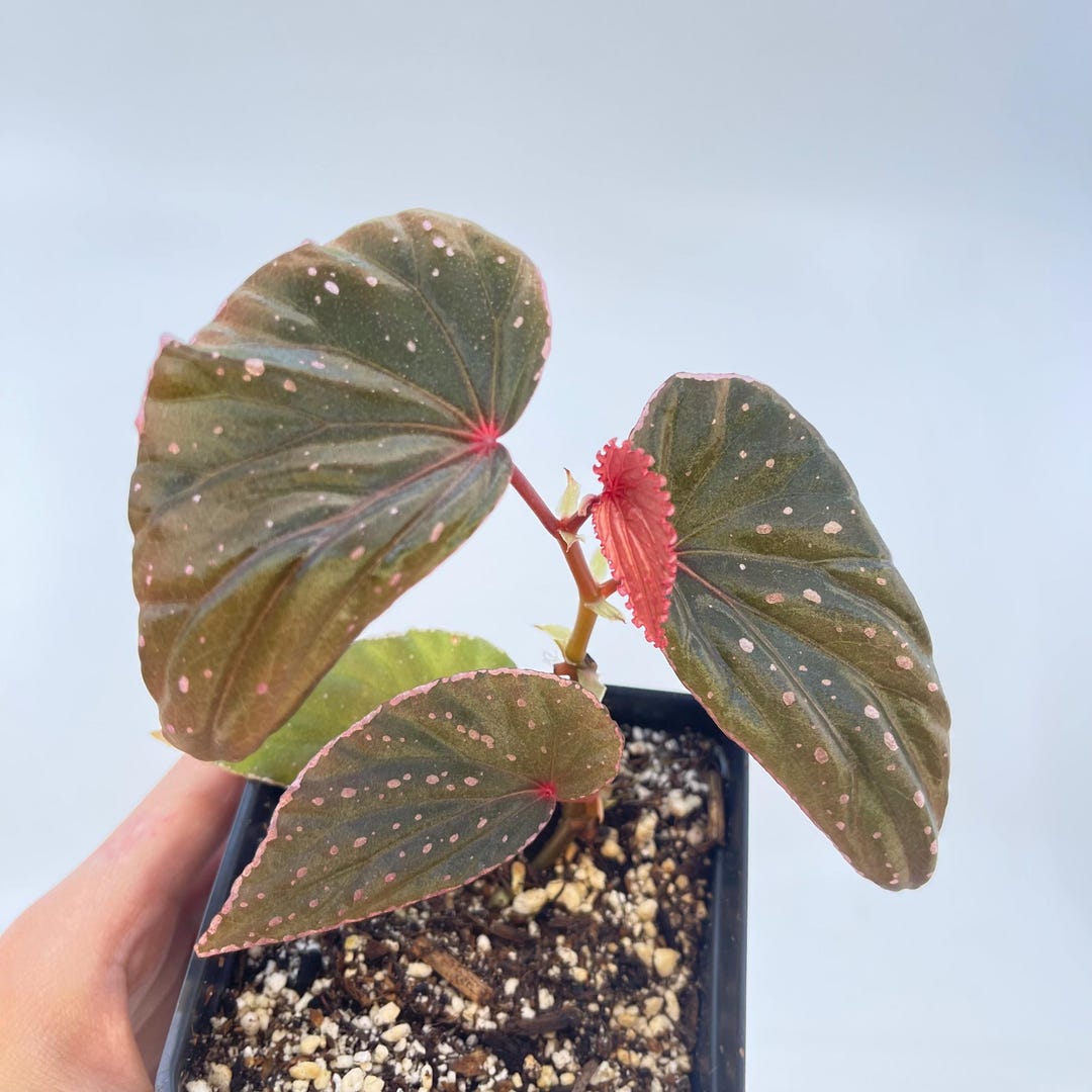 Begonia ‘botanicaz 88’ - Etsy
