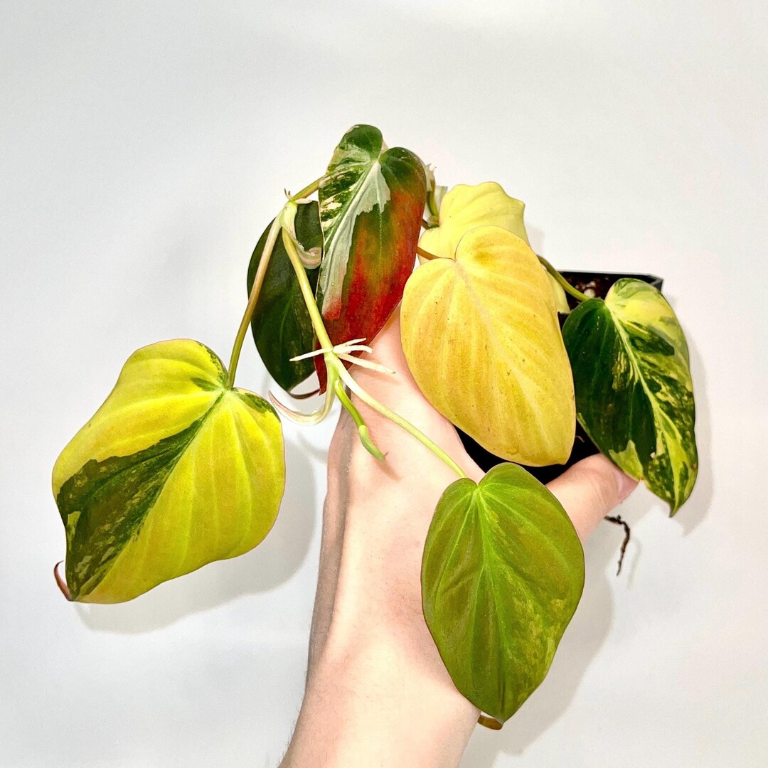 Variegated Philodendron Micans Aurea - Etsy