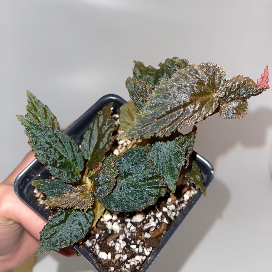 Begonia Botanicaz 93 - Etsy